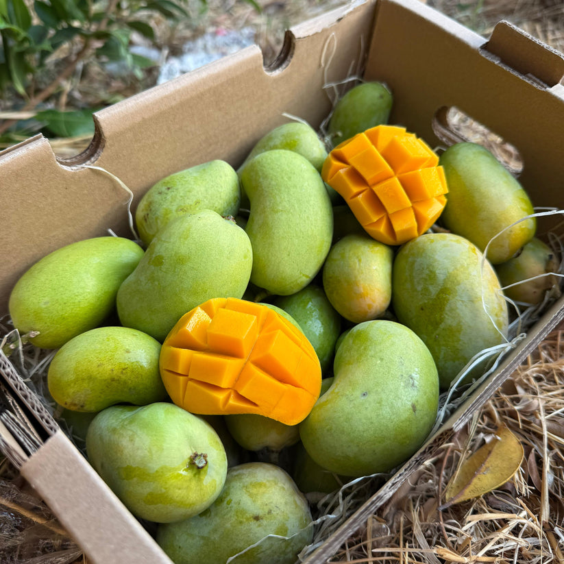 Mango Baby Ataulfo BIO – TropicalFruitParadise