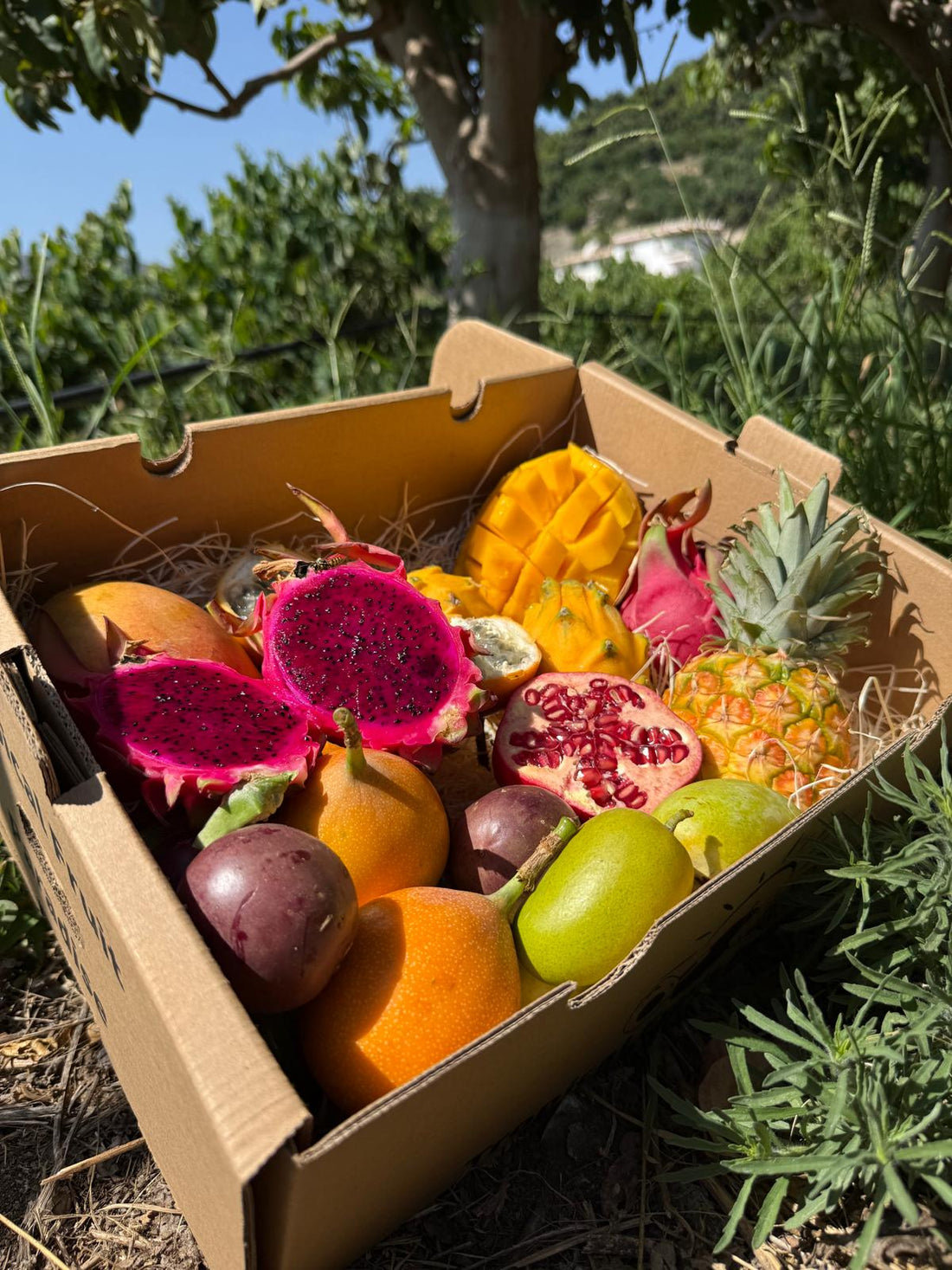 Mix Tropical Fruit – TropicalFruitParadise