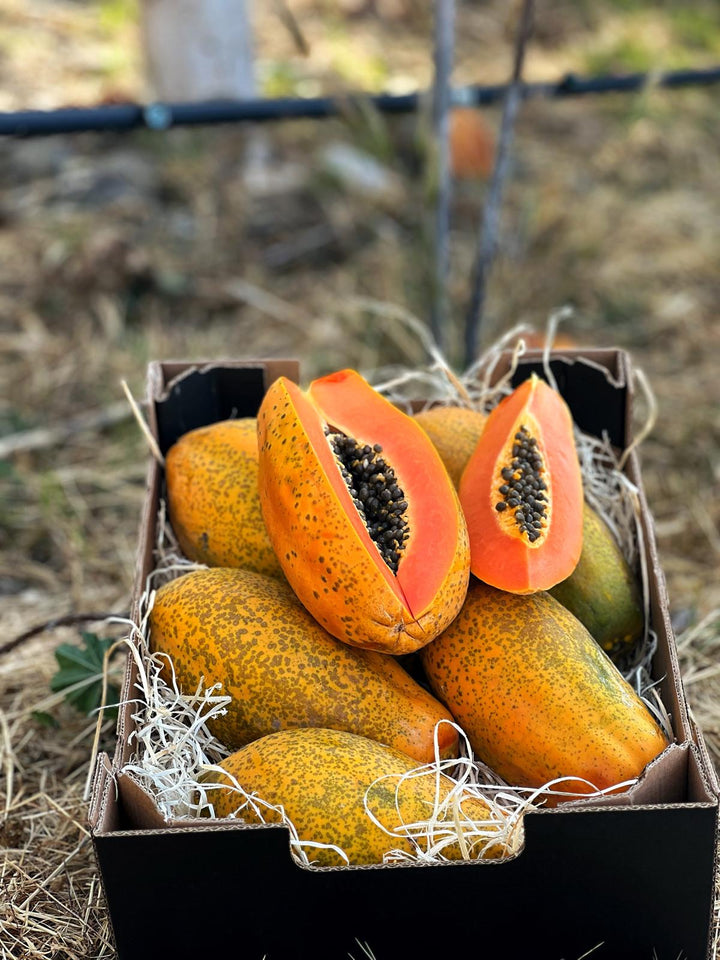 Tropical Fruit Paradise – TropicalFruitParadise