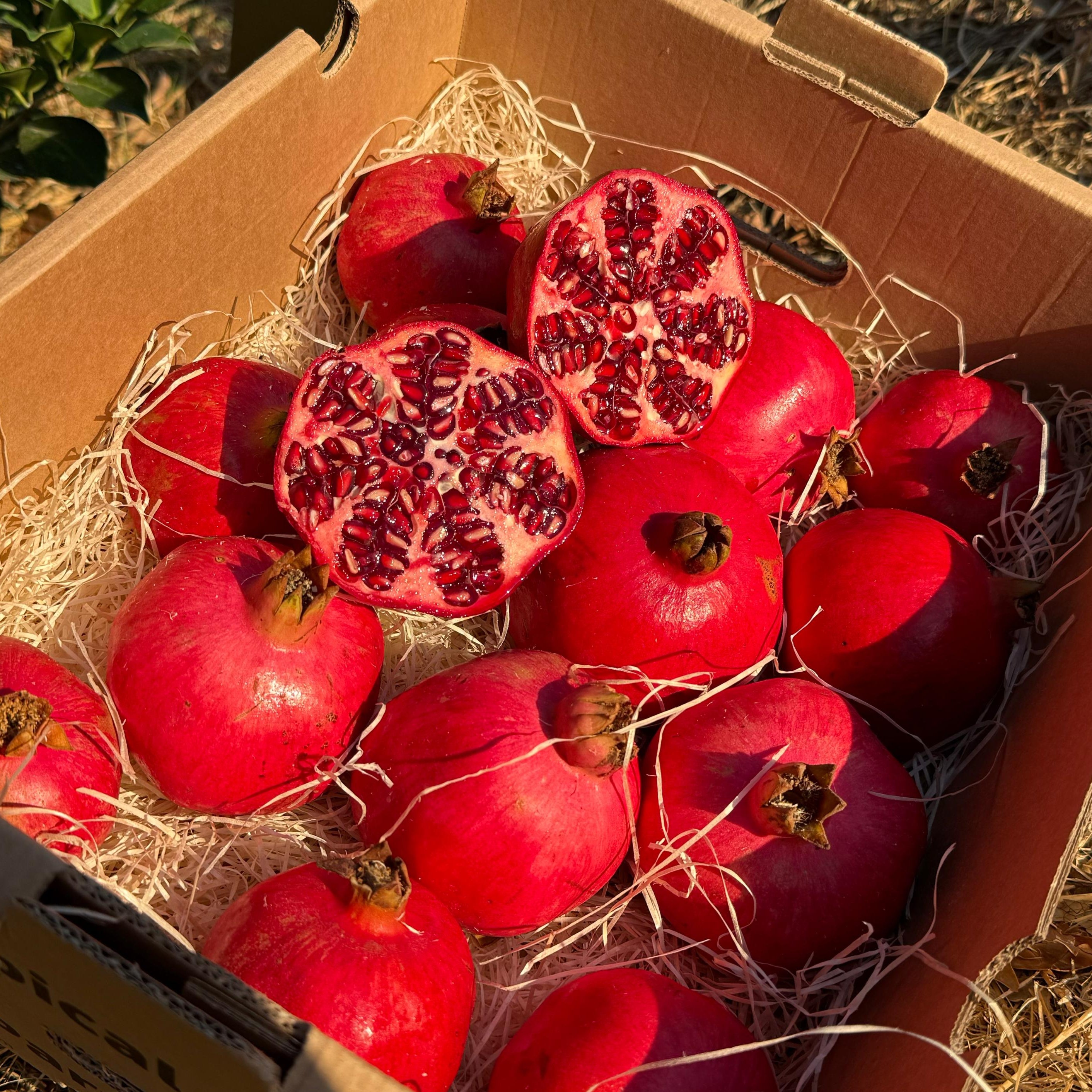 Rodii Acco BIO – TropicalFruitParadise