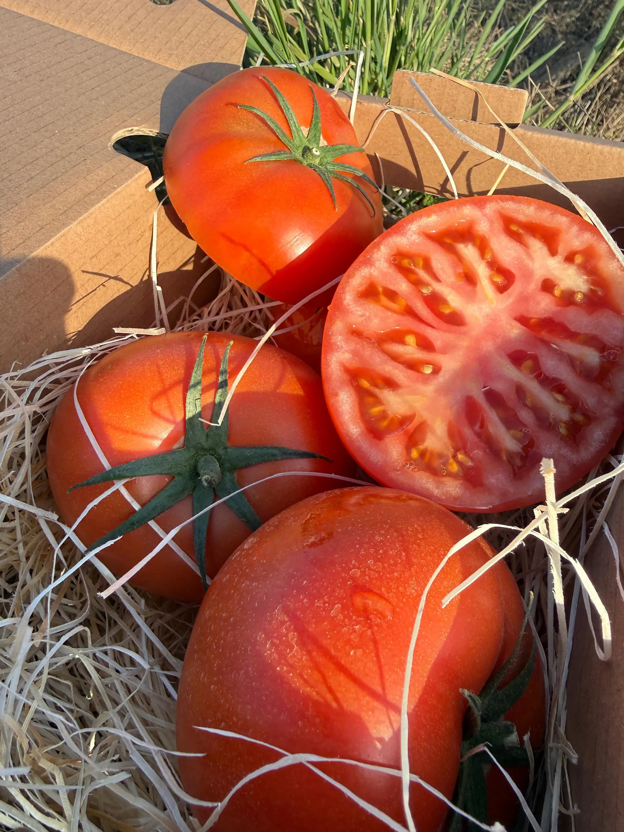 Beef Tomatoes – TropicalFruitParadise